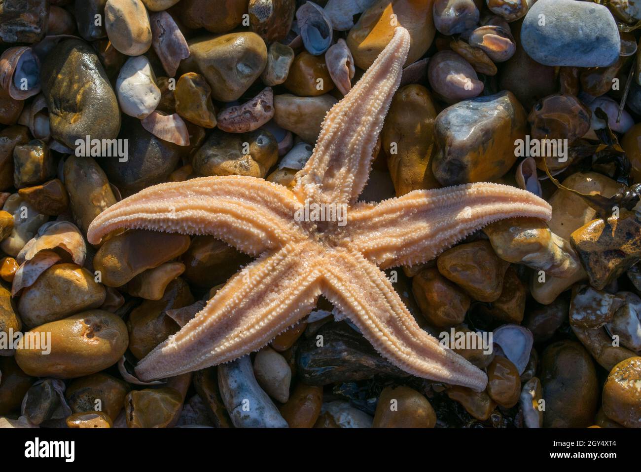 Common starfish on beach pebbles Stock Photo - Alamy