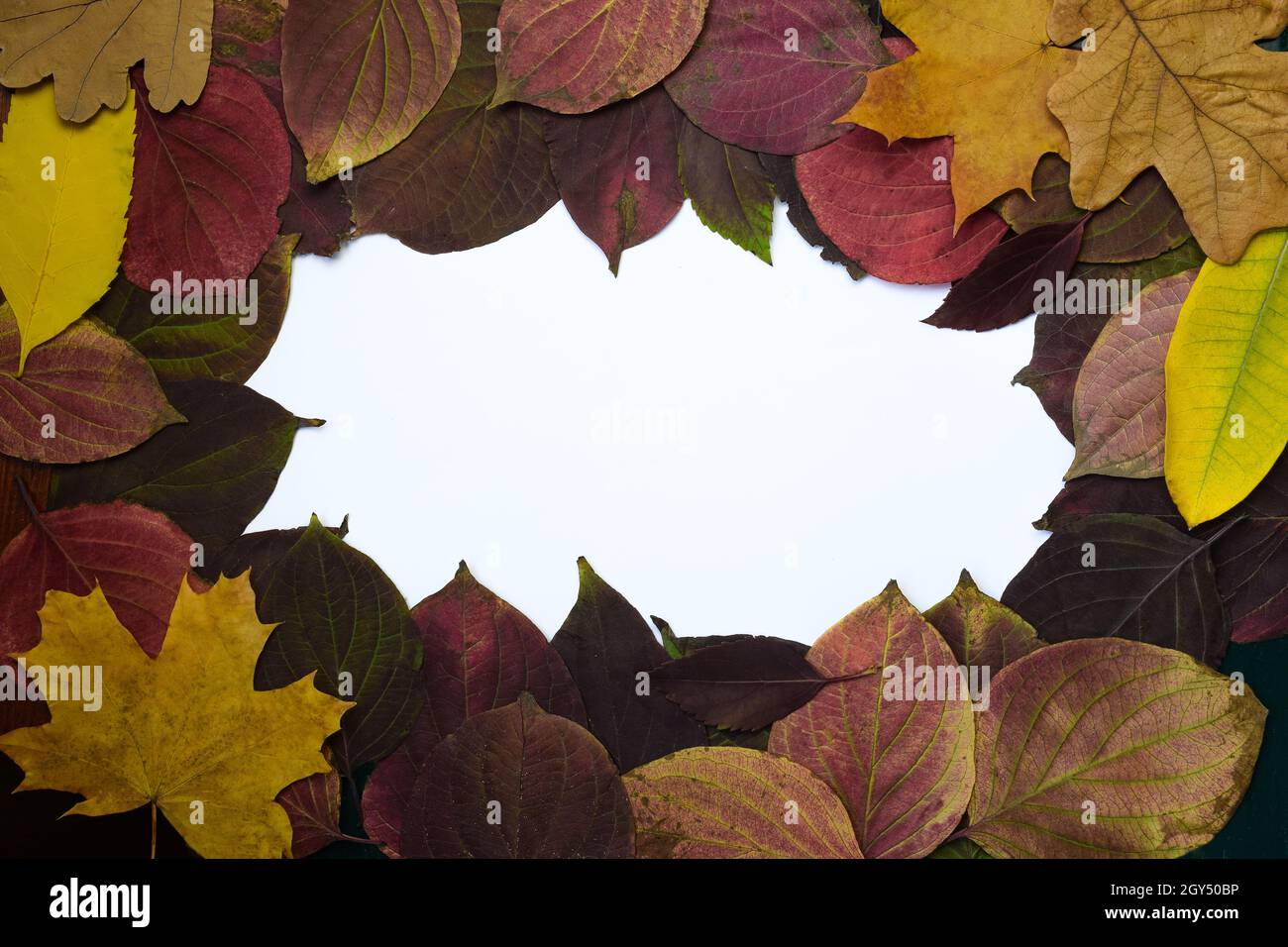 Frame made of autumn fallen leaves of different colors and shapes. In ...