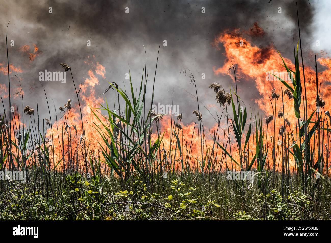Burning plants in the forest Stock Photo - Alamy