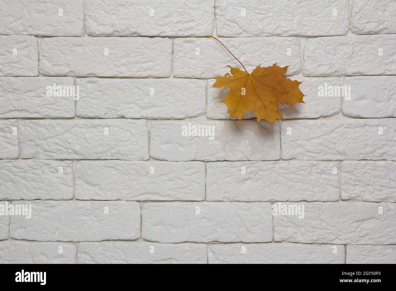 A single autumn maple leaf hangs on a light brick wall on the right ...