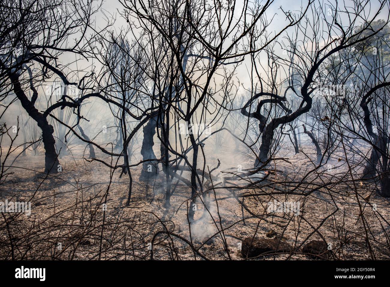 Smoky dead trees in the burnt forest Stock Photo - Alamy