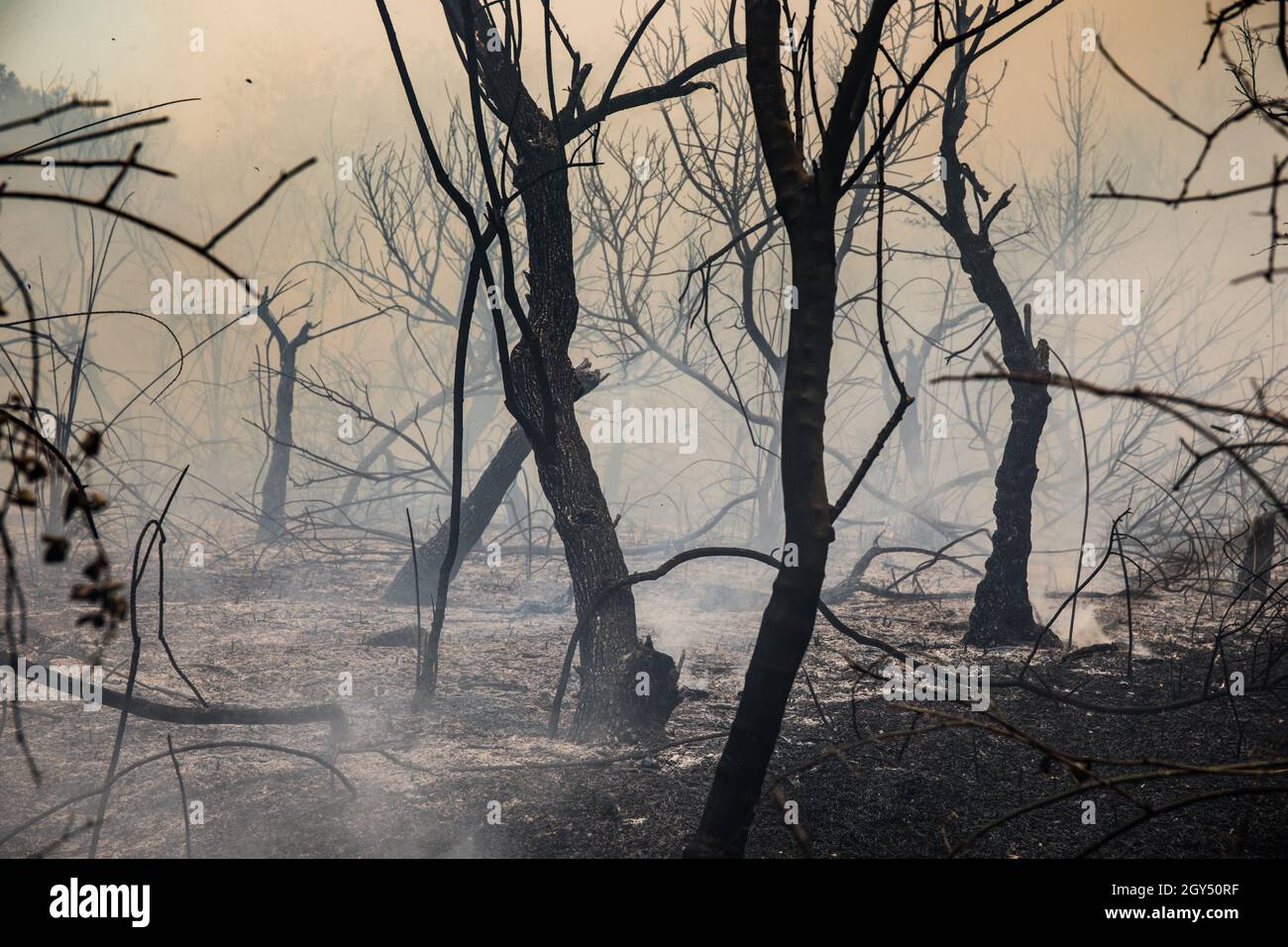 Smoky dead trees in the burnt forest Stock Photo - Alamy