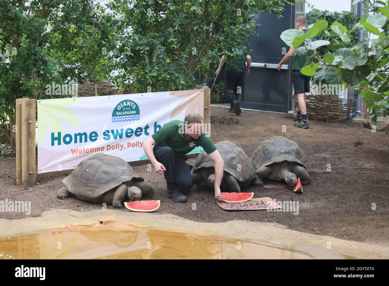 Herpetologist Dr Chris Michaels feeds giant Galapagos tortoises ...