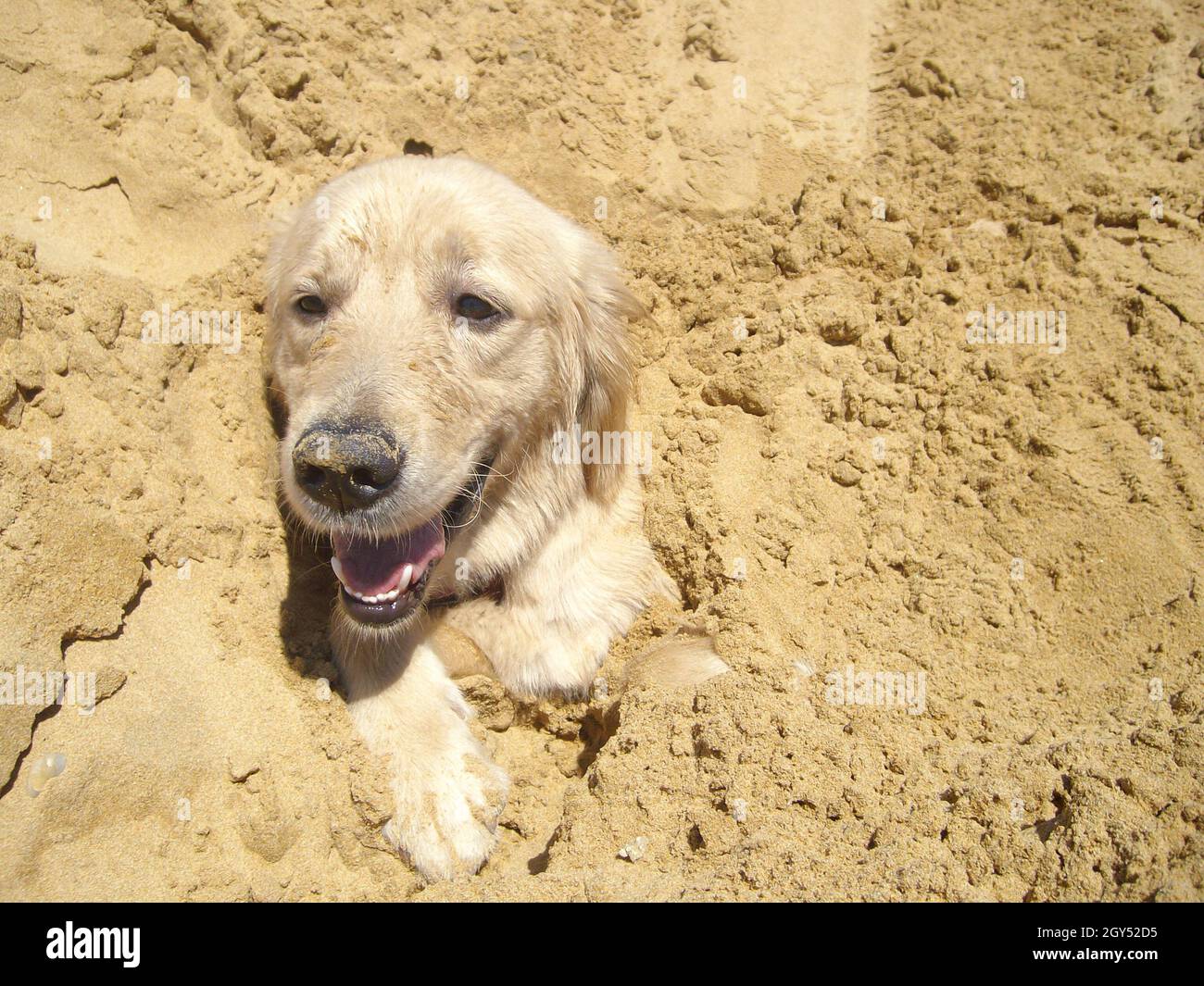 Poor Golden Retriever Dog Trapped after Natural Disaster Stock Photo ...