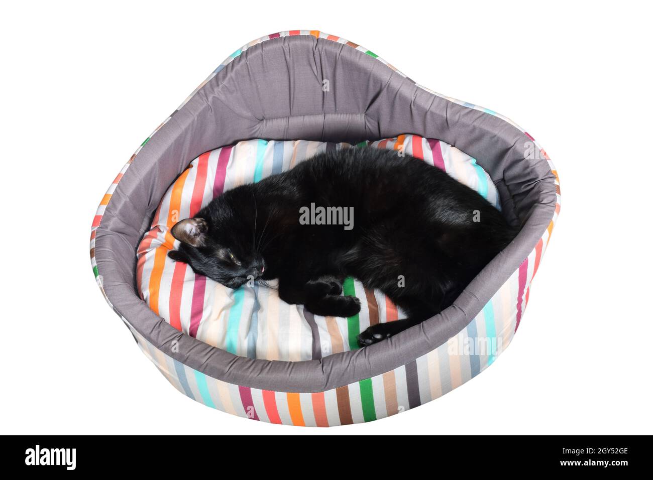 Curled up kitty hi-res stock photography and images - Alamy