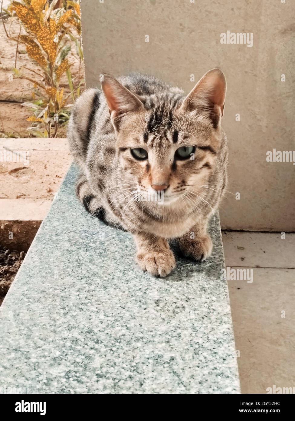 Selective of a cute cat on a stone Stock Photo - Alamy