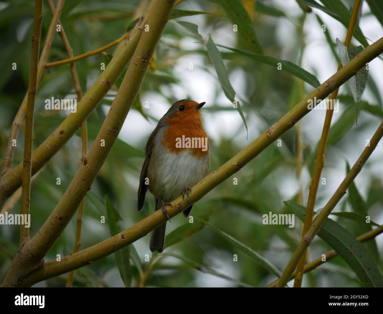Little red robin hi-res stock photography and images - Alamy