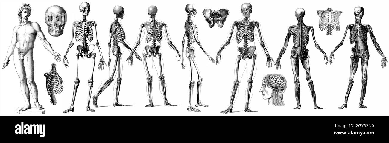 Medical - Victorian Anatomical Illustrations - on a white background ...