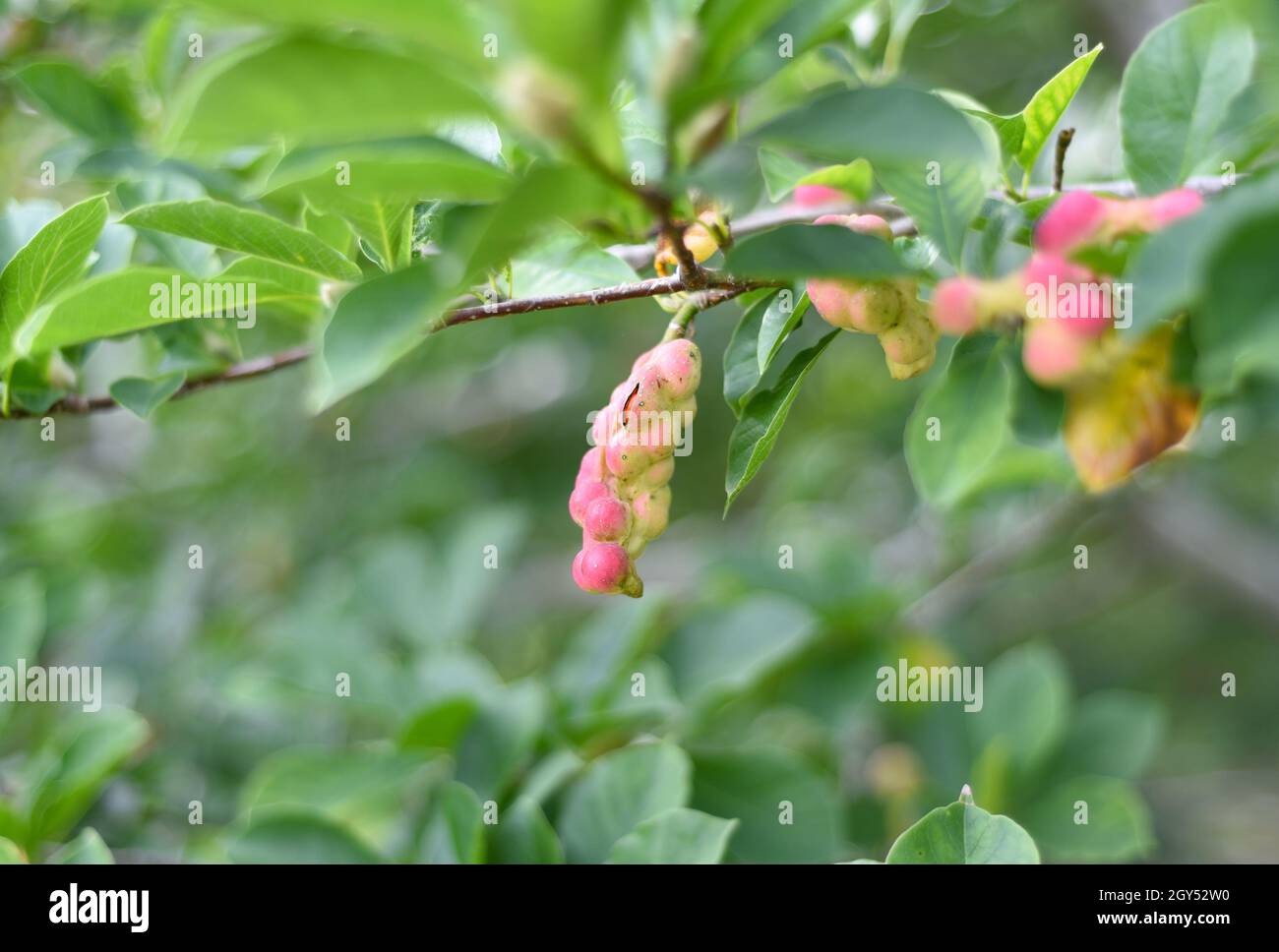 Magnolia tree without flowers hi-res stock photography and images - Alamy
