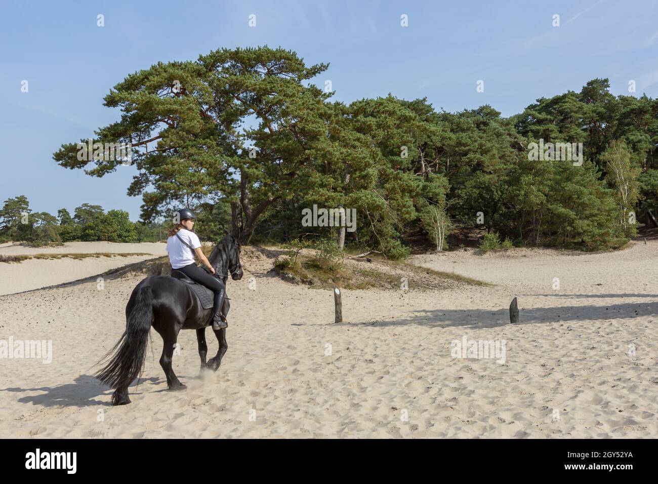 SOEST, NETHERLANDS - Sep 20, 2021: Girl on black stallion horse riding ...