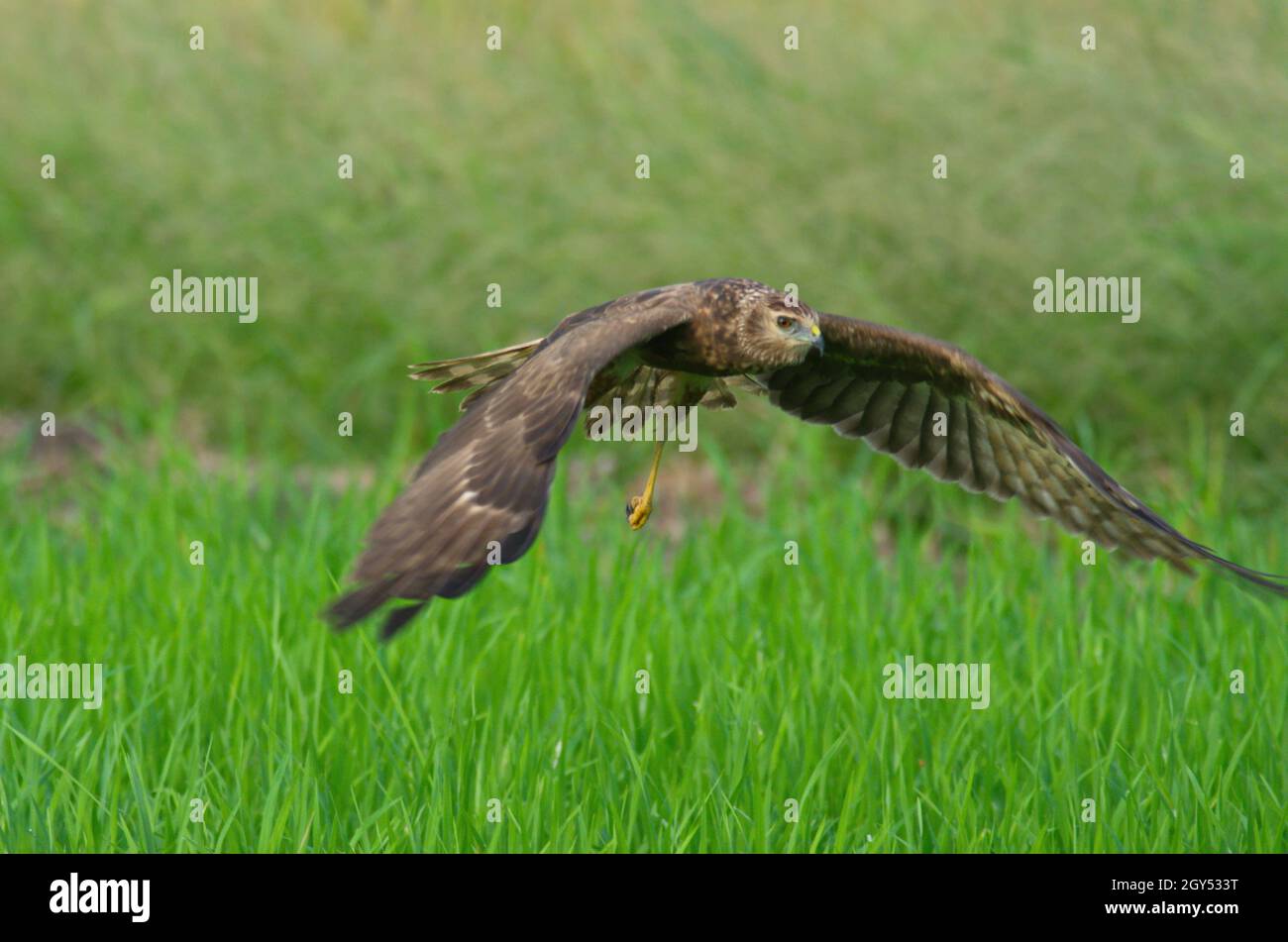 bird of prey hunting for prey Stock Photo - Alamy