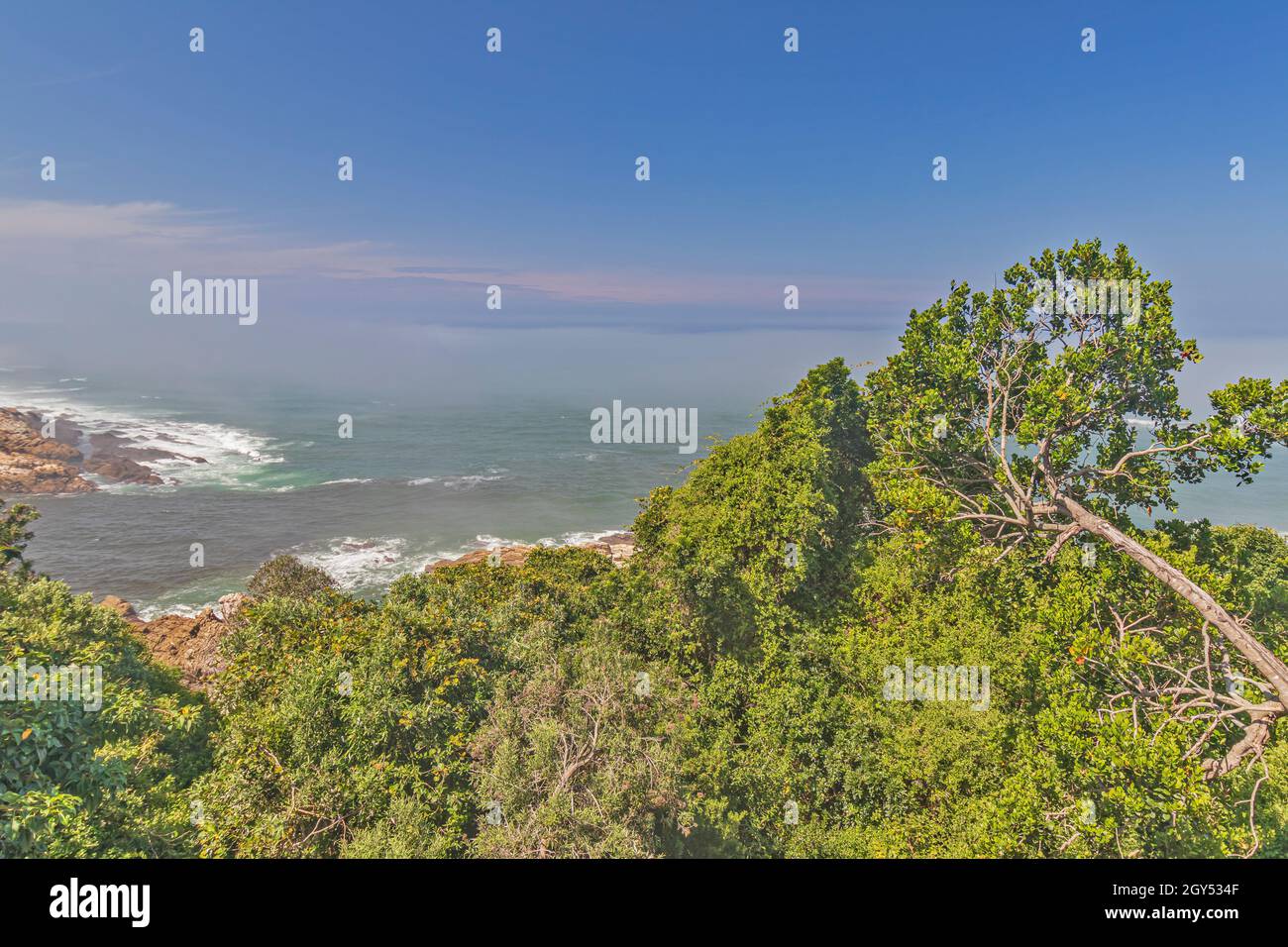Forest cape south africa hi-res stock photography and images - Alamy