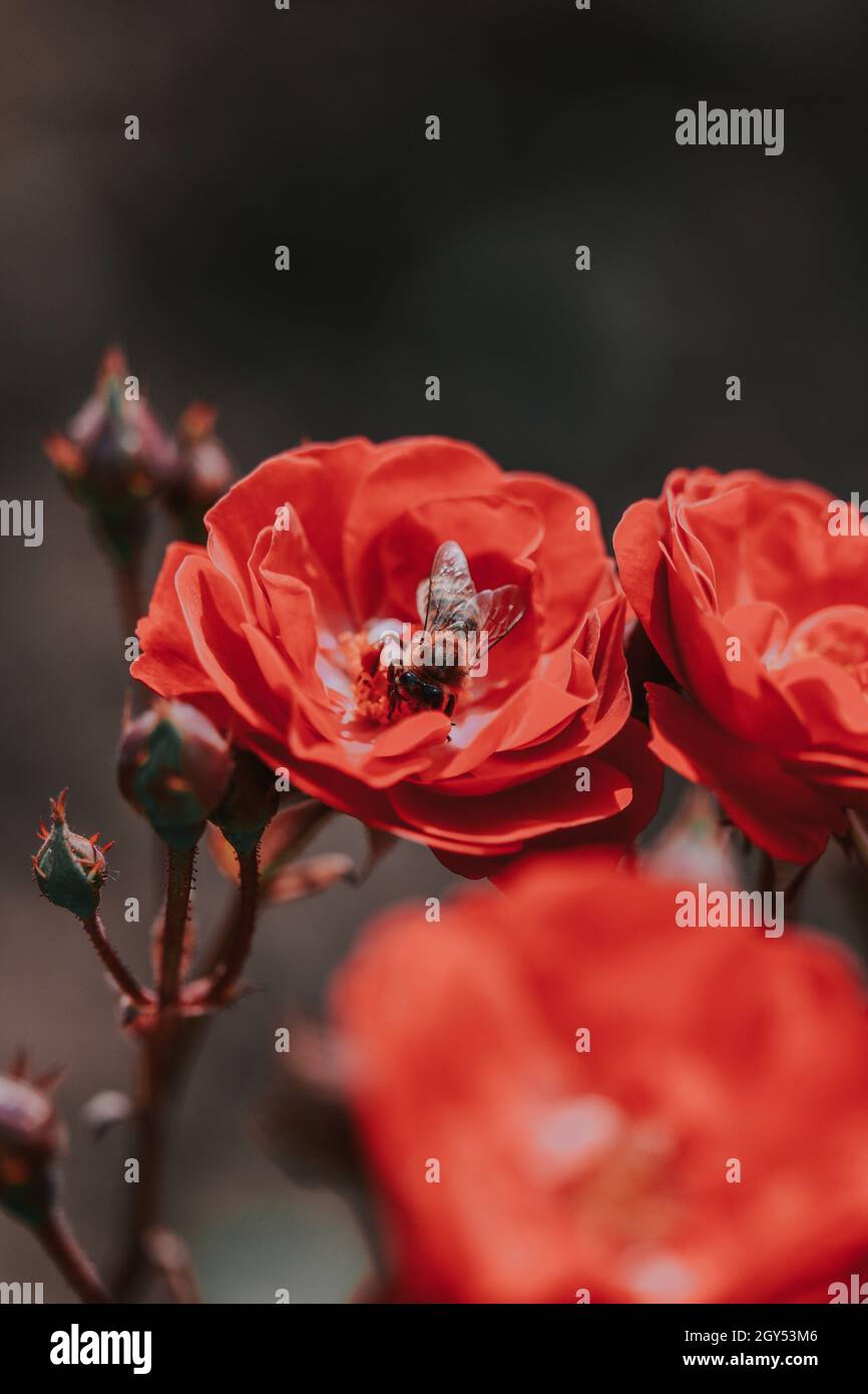 Bee roses hi-res stock photography and images - Alamy