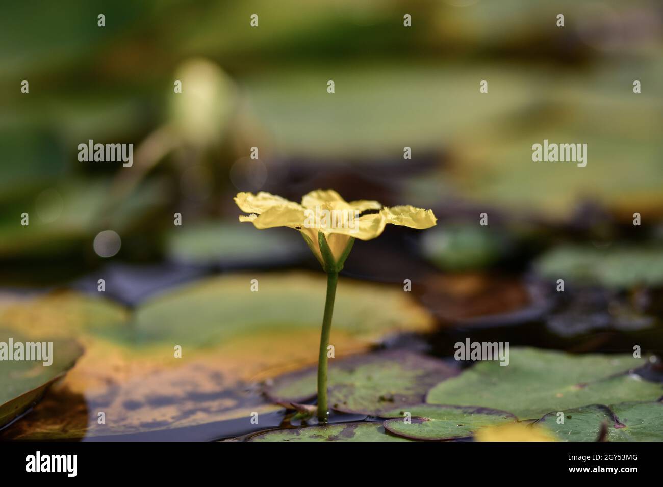 Close-up shot of a Nymphoides flower on a water surface Stock Photo - Alamy