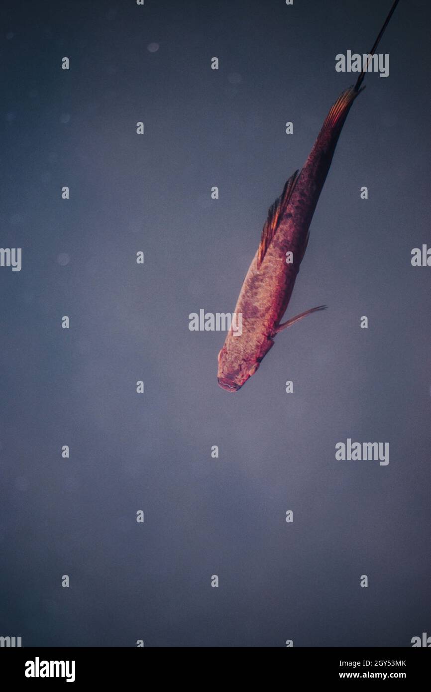 Long thin fish hi-res stock photography and images - Alamy