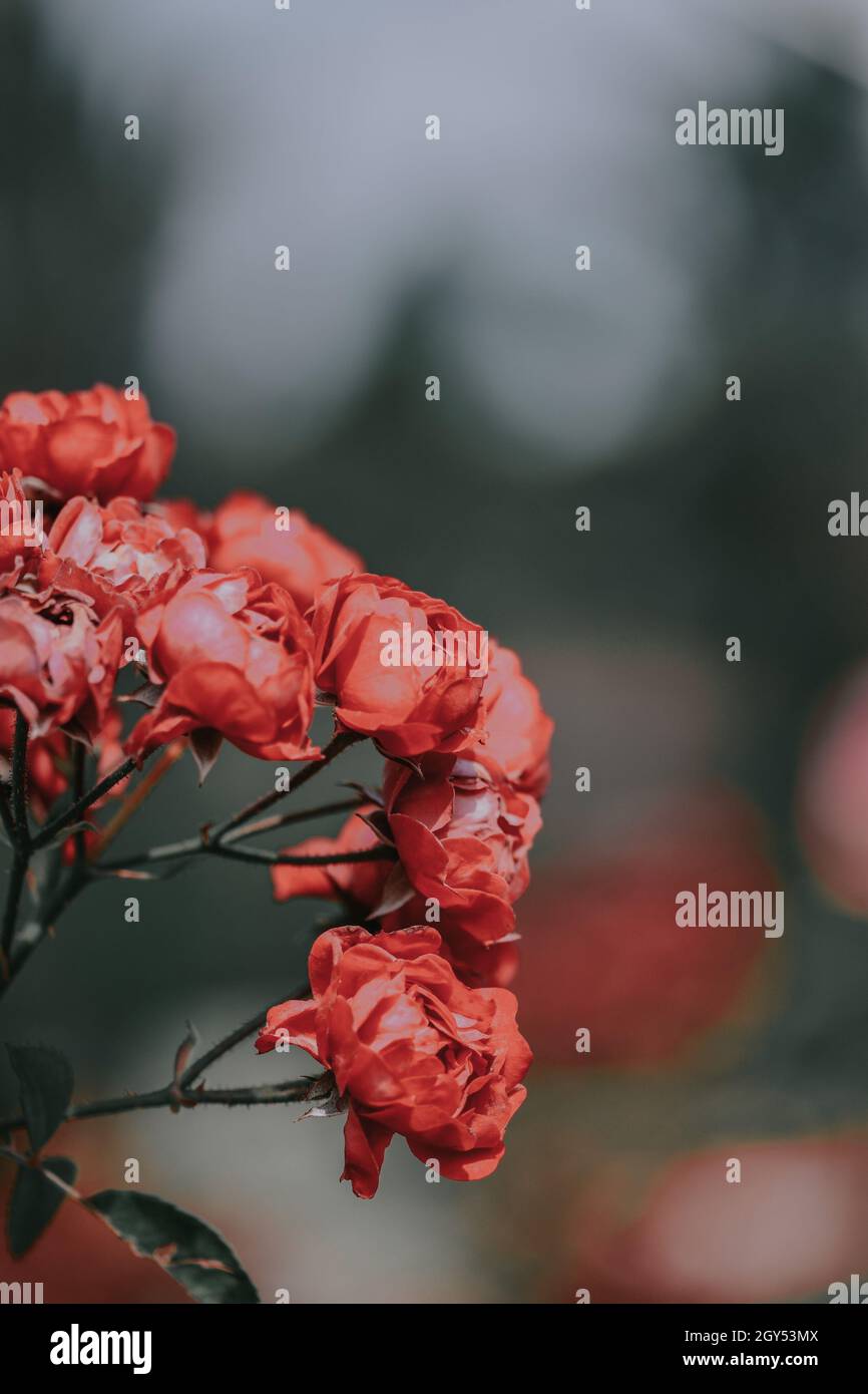 Vertical shot of orange roses bush Stock Photo - Alamy