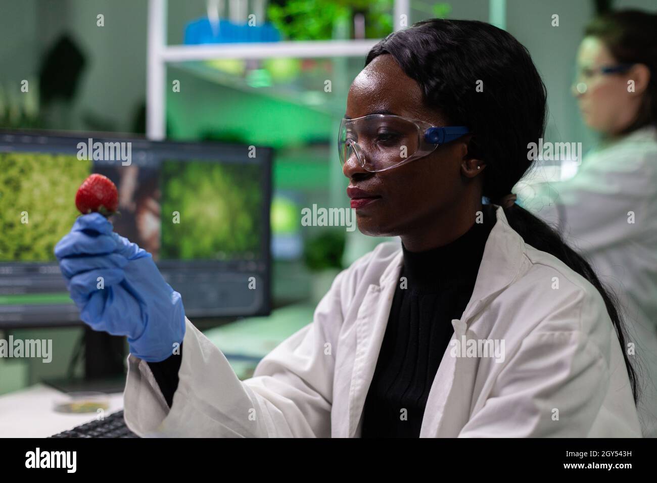 African american biologist researcher holding organic strawberry ...