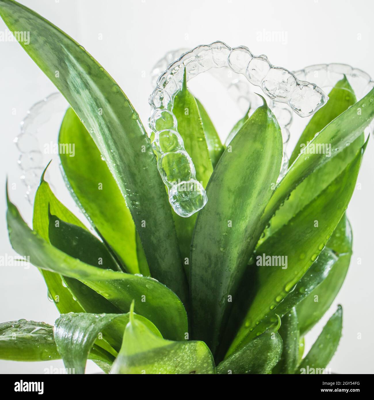 Invisible braces weigh on green leaves of home plant on white ...