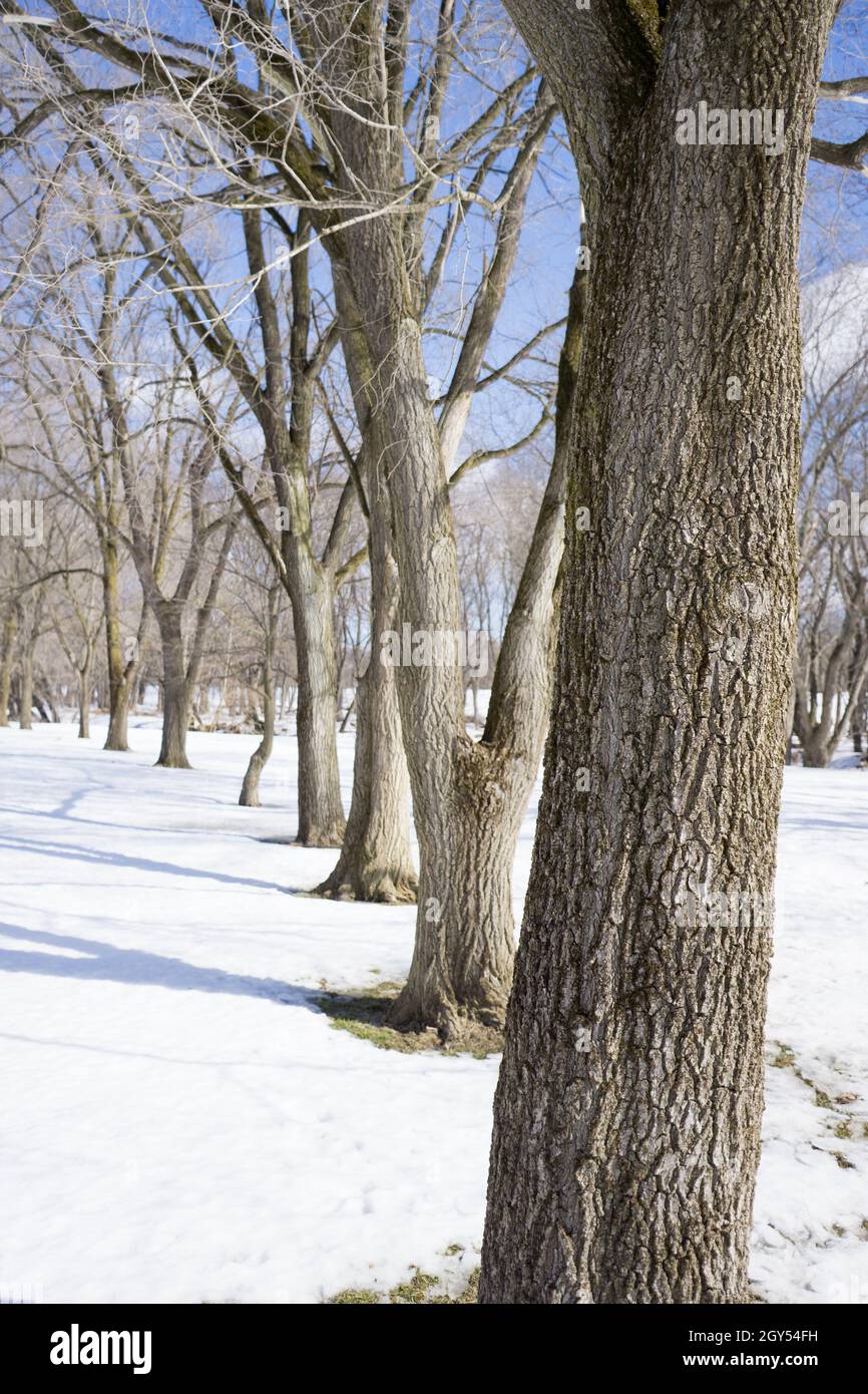 Winter grove of trees Stock Photo - Alamy