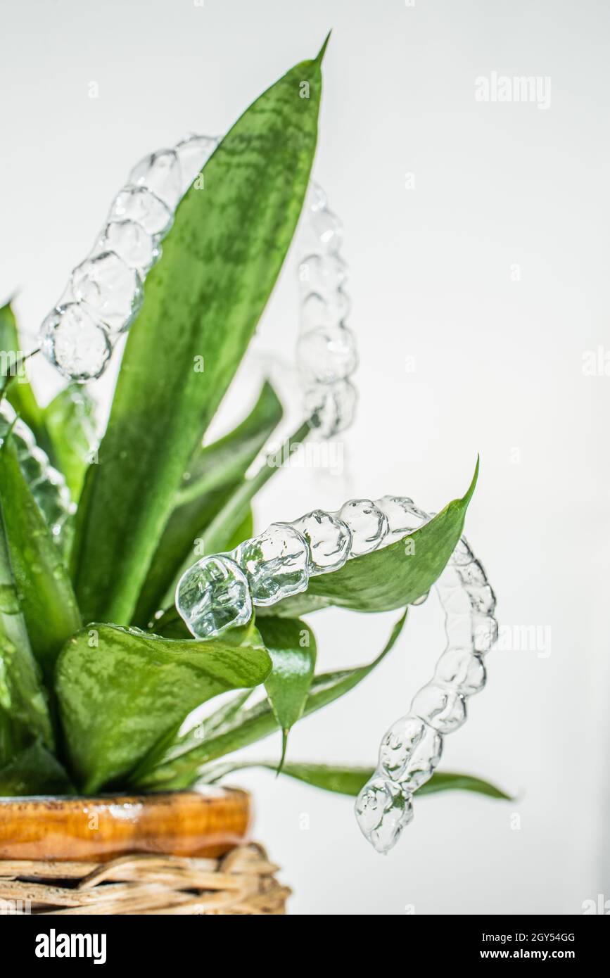 Invisible braces weigh on green leaves of home plant on white ...