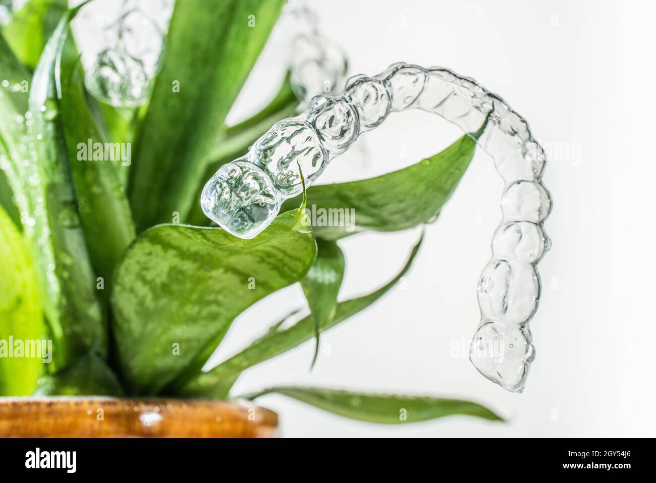 Invisible braces weigh on green leaves of home plant on white ...