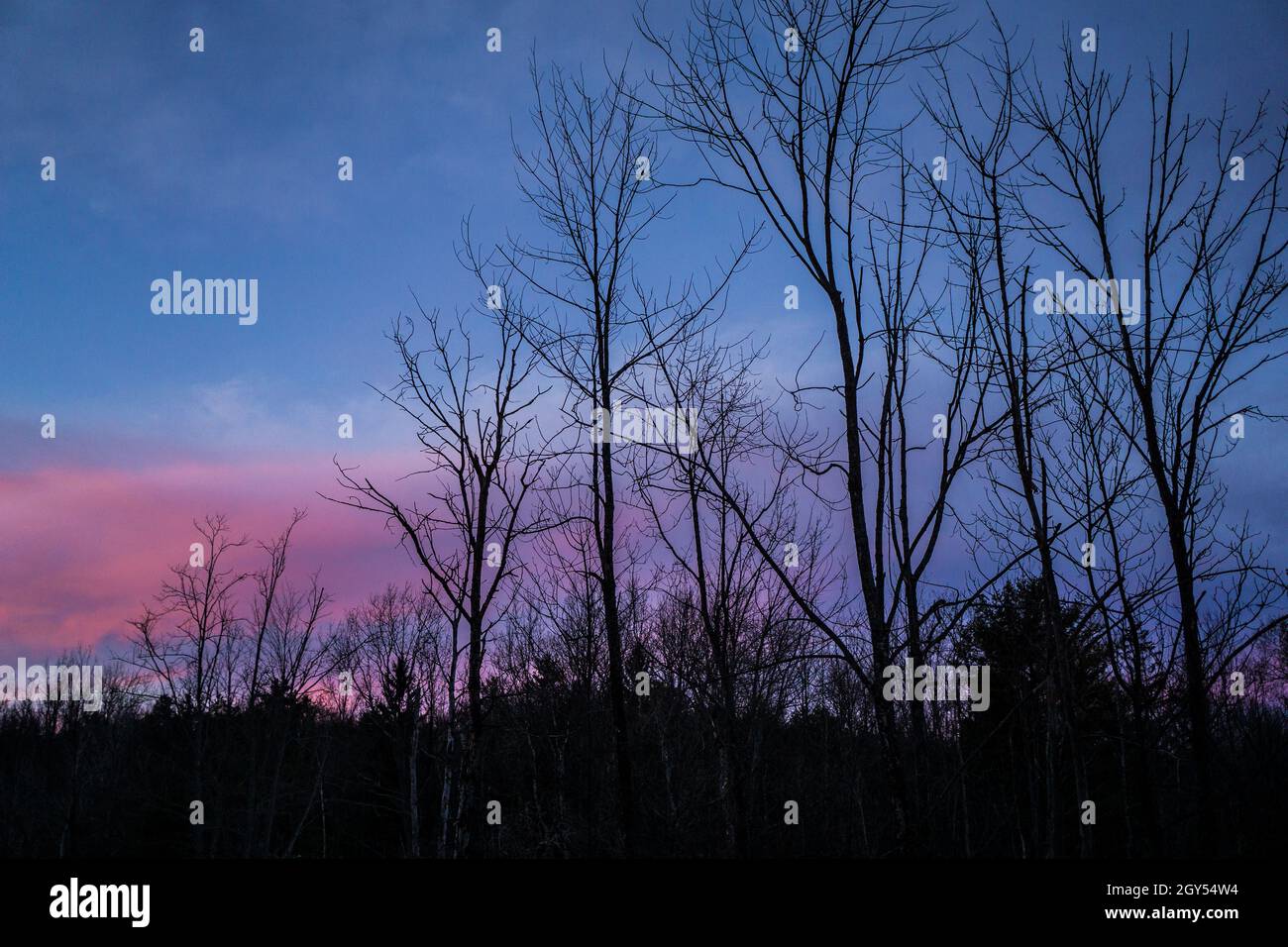 Pink clouds and trees Stock Photo - Alamy