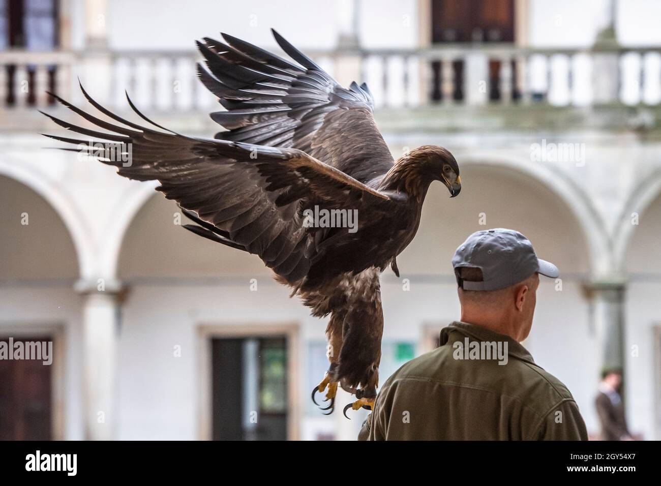 The 54th international falconry meeting hi-res stock photography and ...