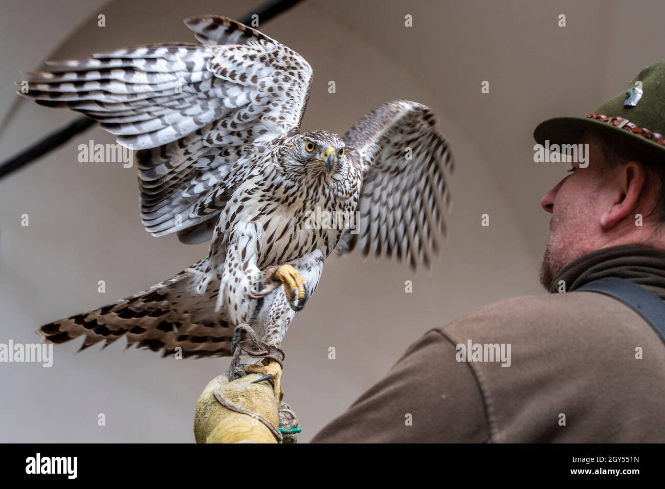 The 54th international falconry meeting hi-res stock photography and ...