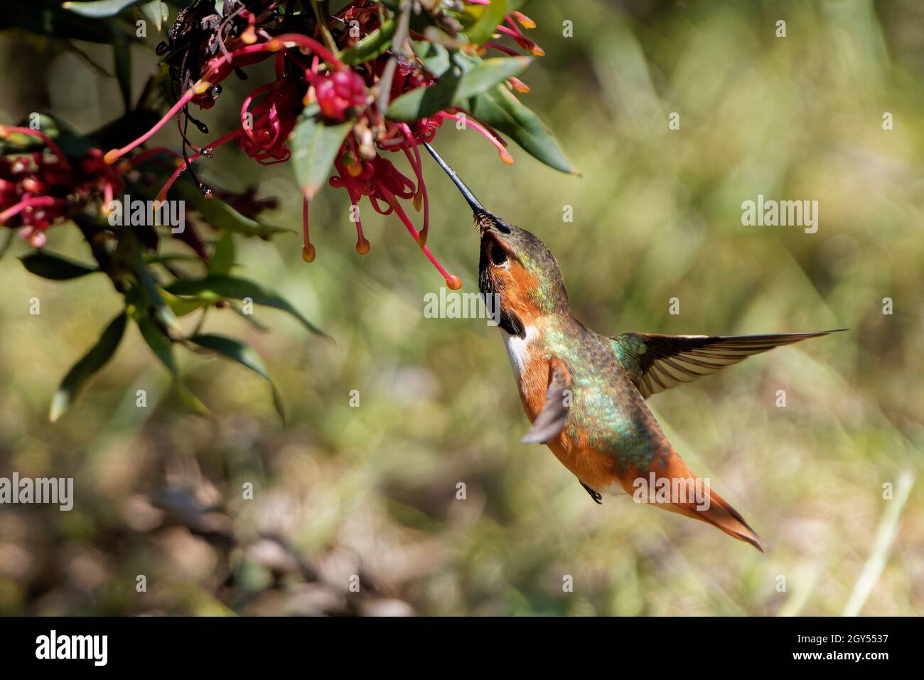 Shallow focus shot on a beautiful tiny hummingbird flying over a branch ...