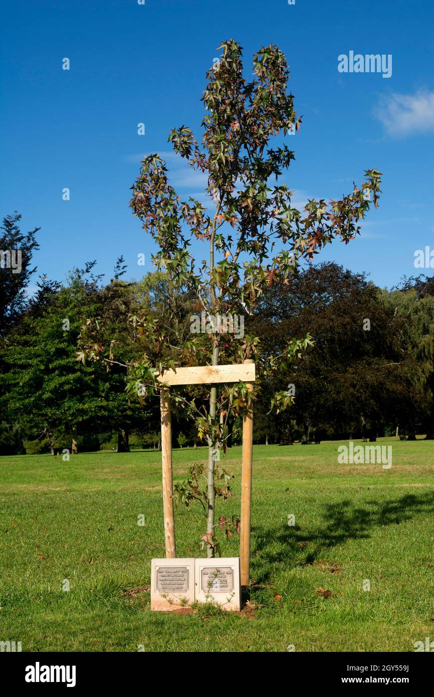 Memorial tree in War Memorial Park, Coventry, West Midlands, England ...