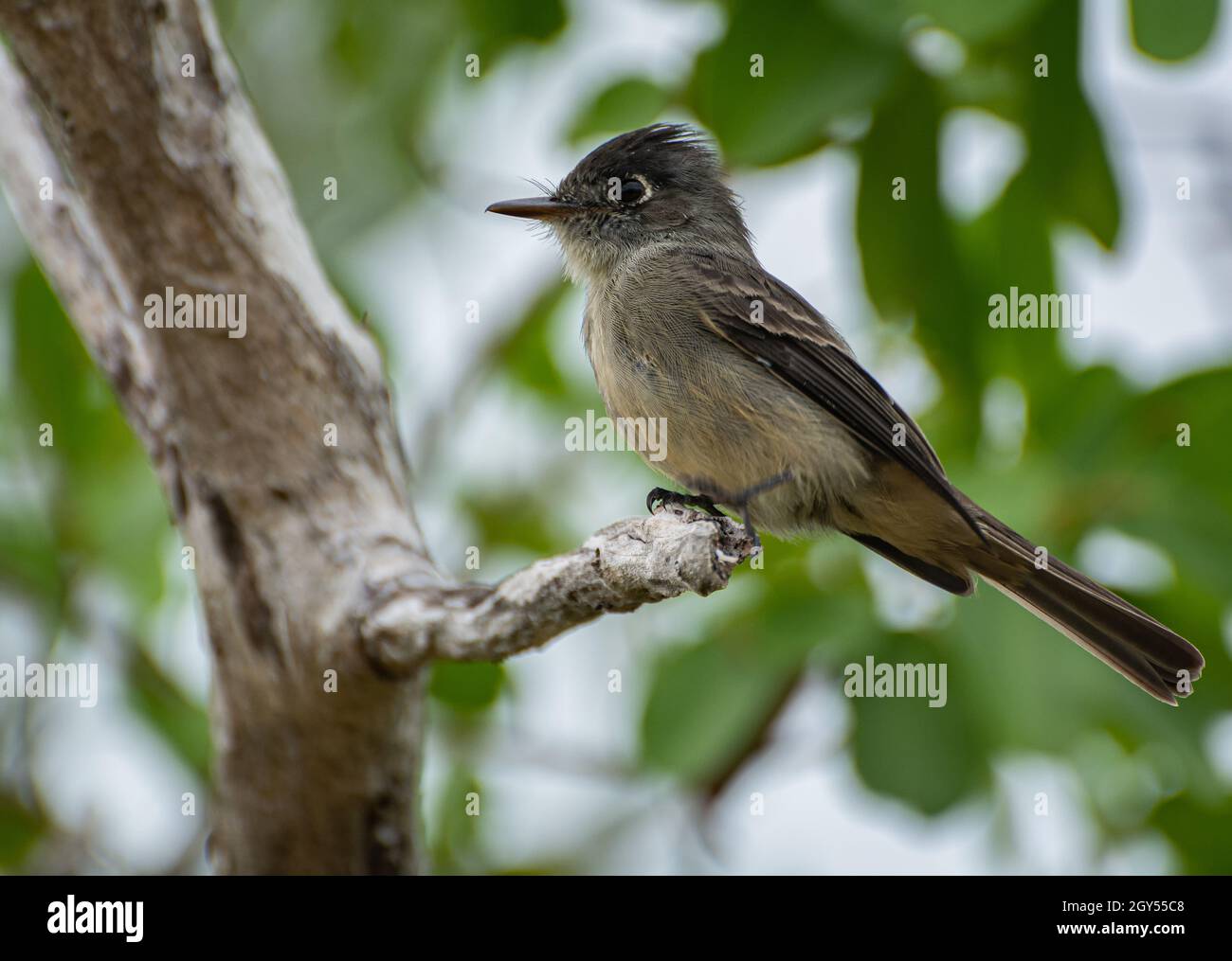 Bobilo boy hi-res stock photography and images - Alamy