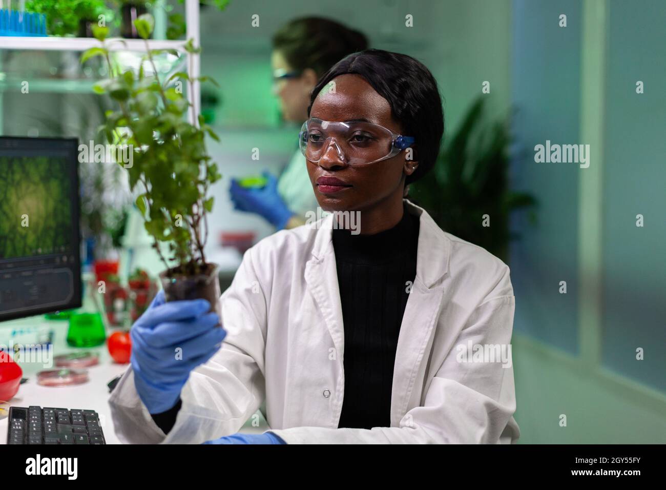 African american biologist researcher holding genetically modified ...
