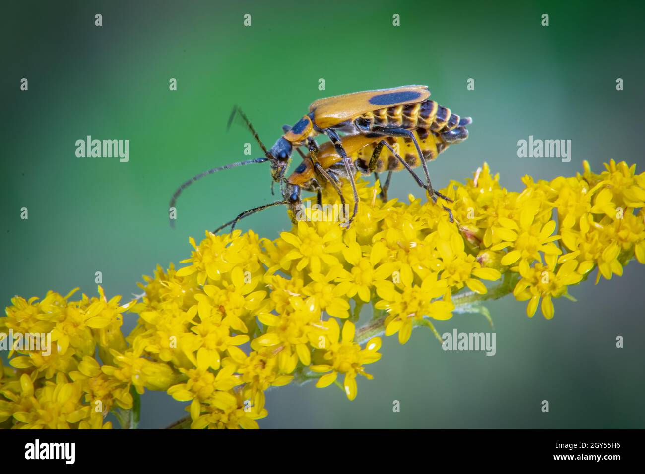 Goldenrod soldier beetles on goldenrod, photographed a Door County Land ...