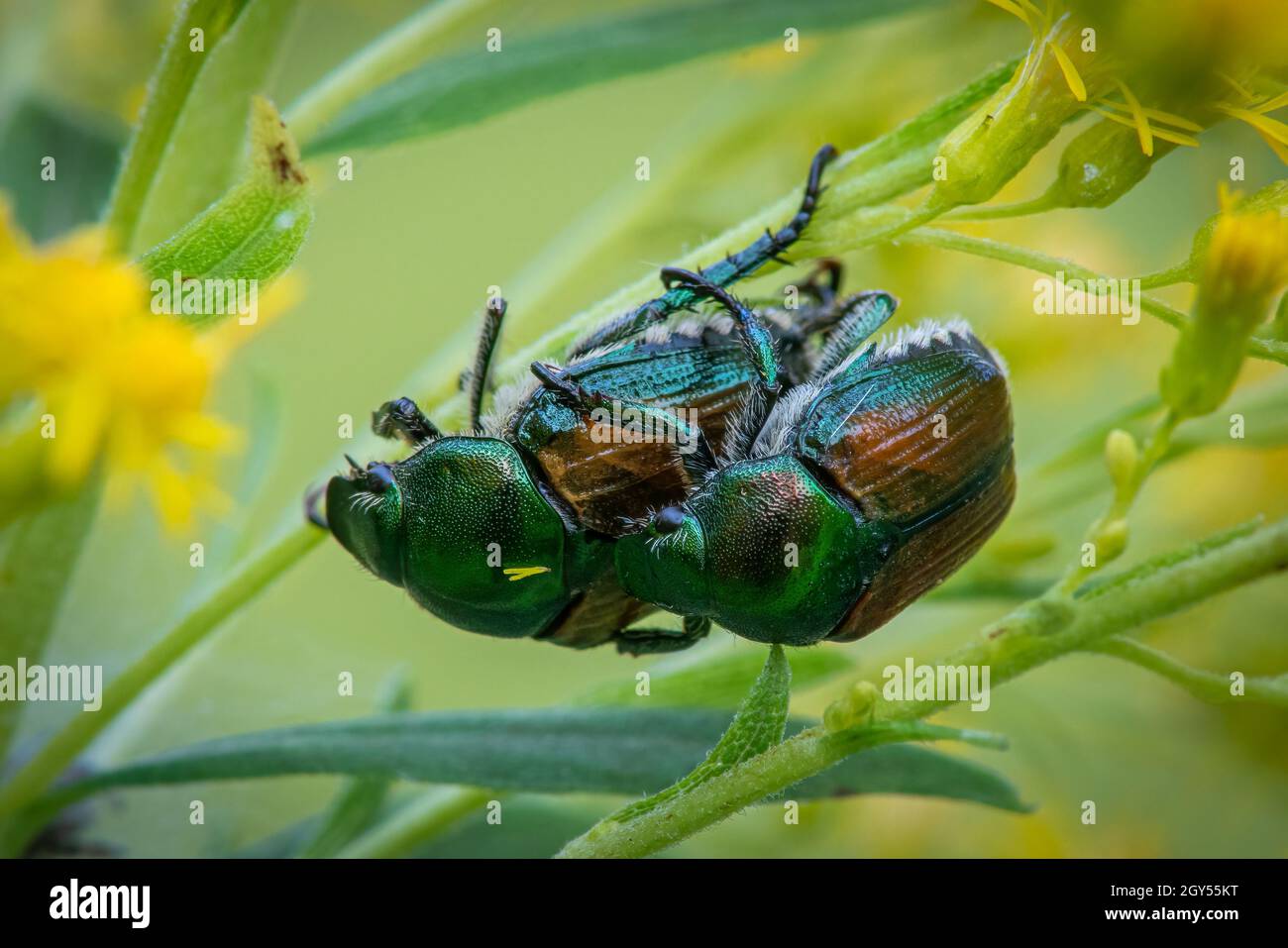 Japanesebeetle hi-res stock photography and images - Alamy