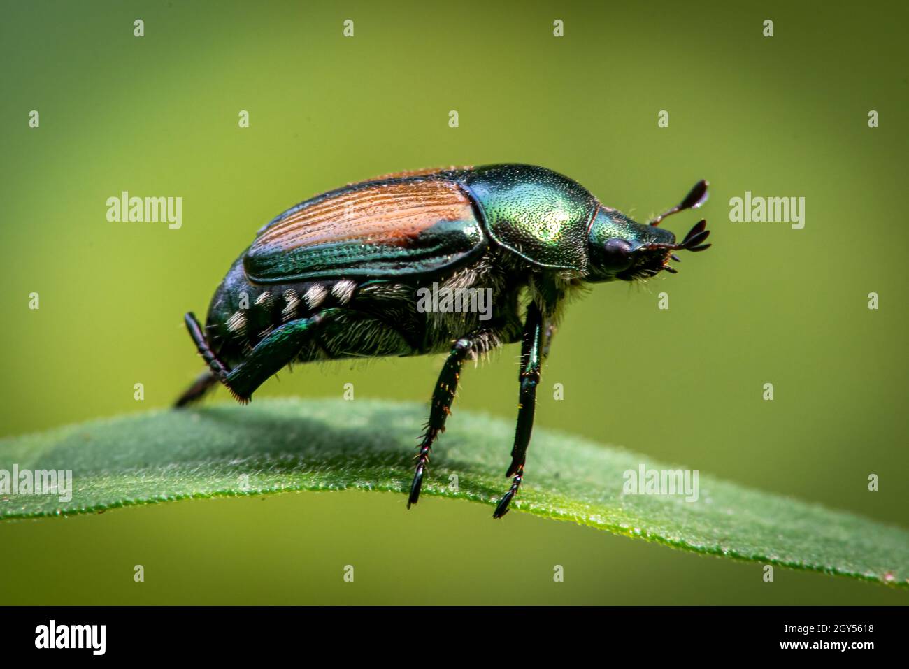 Japanese beetles that I photographed at a nature preserve near my home ...