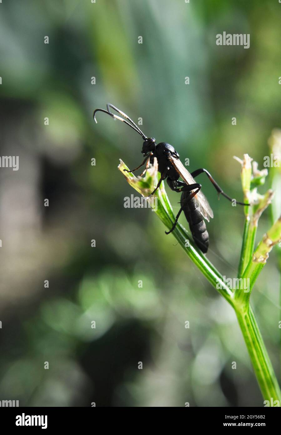 Female parasitoid wasp (Diphyus latebricola) resting on a plant stem in ...