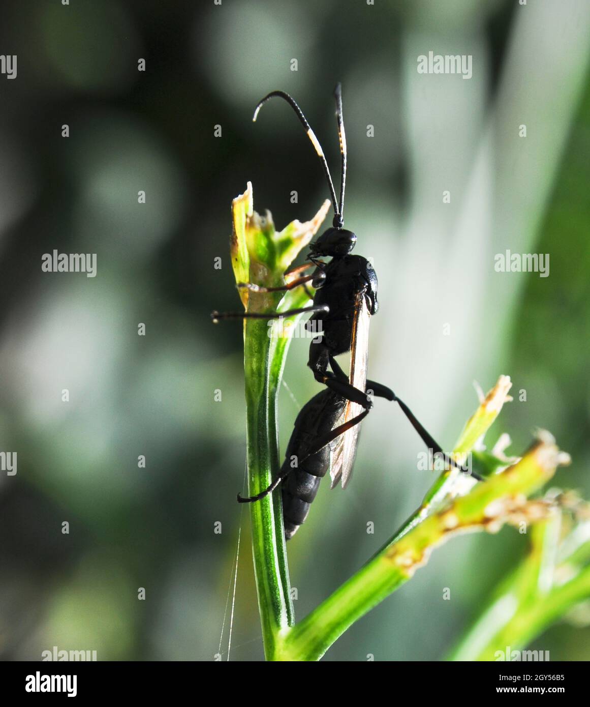 Female parasitoid wasp (Diphyus latebricola) resting on a plant stem in ...