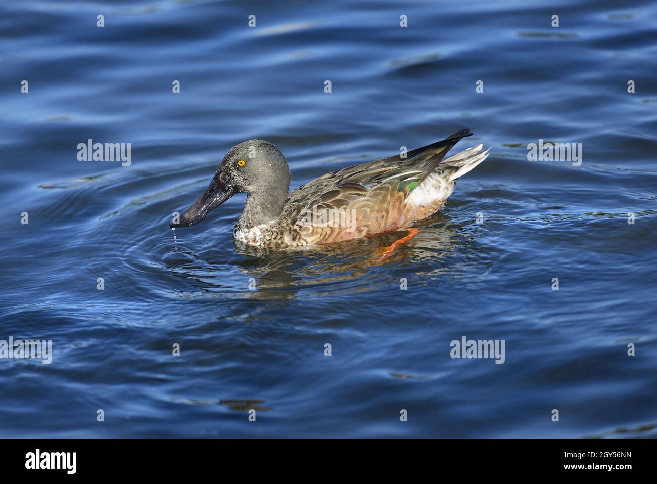 Female shoveler duck hi-res stock photography and images - Alamy