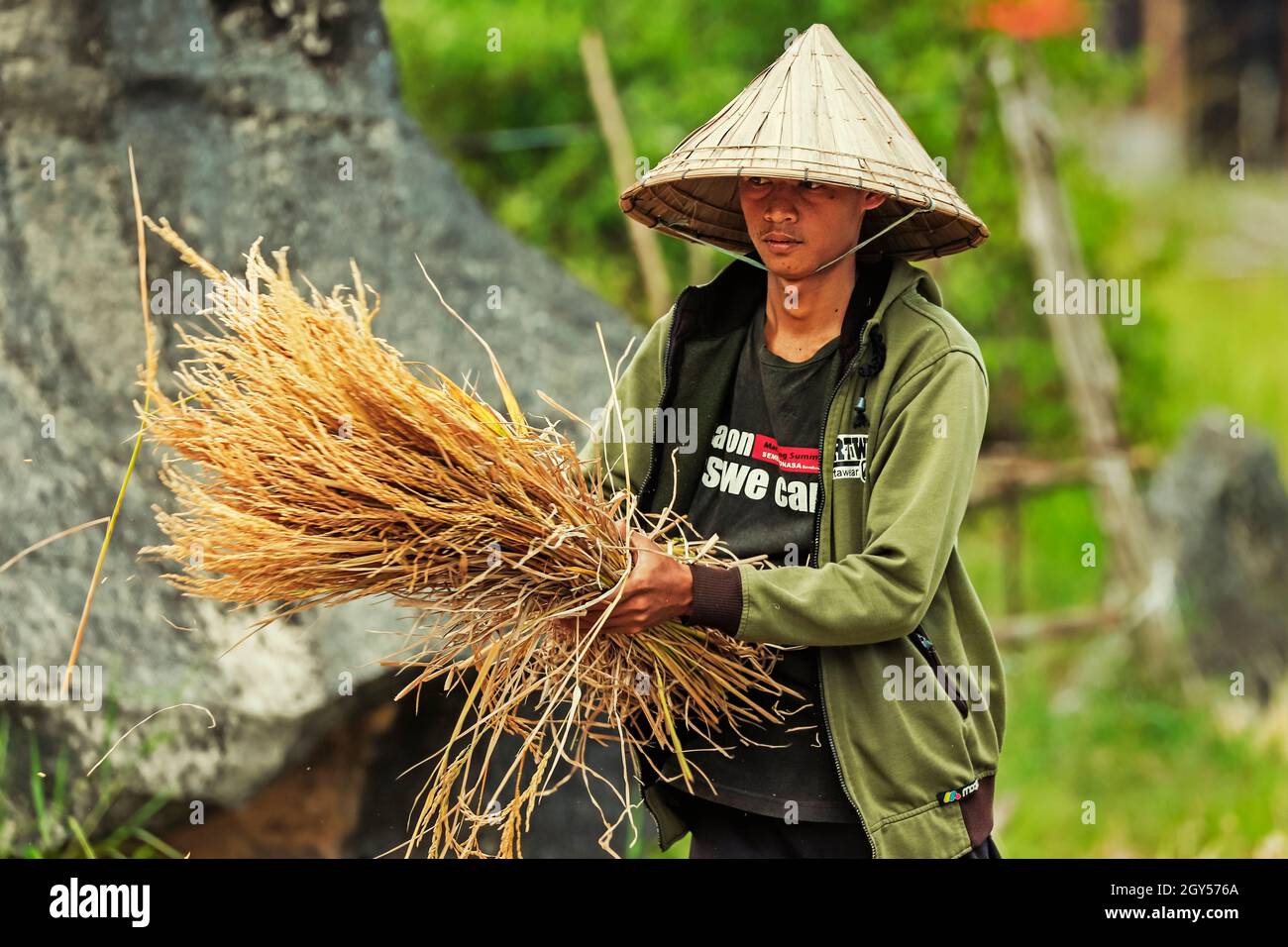Man threshing rice with machine by typical eroded limestone rocks in ...