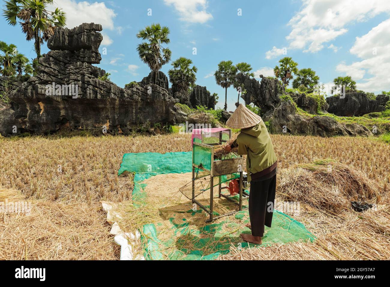 Man threshing rice with machine by typical eroded limestone rocks in ...