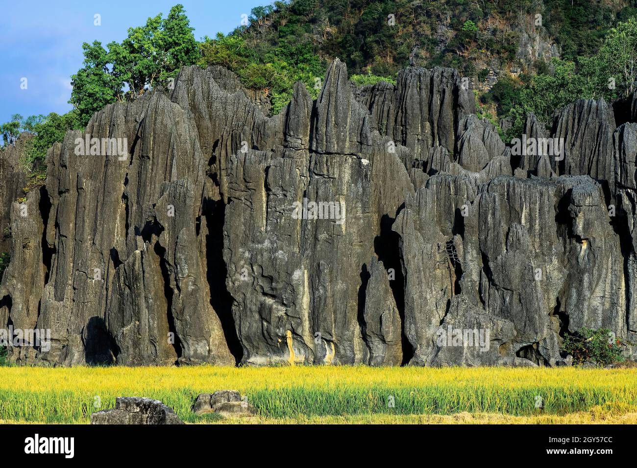 Typical eroded limestone rock & rice field in this popular scenic ...