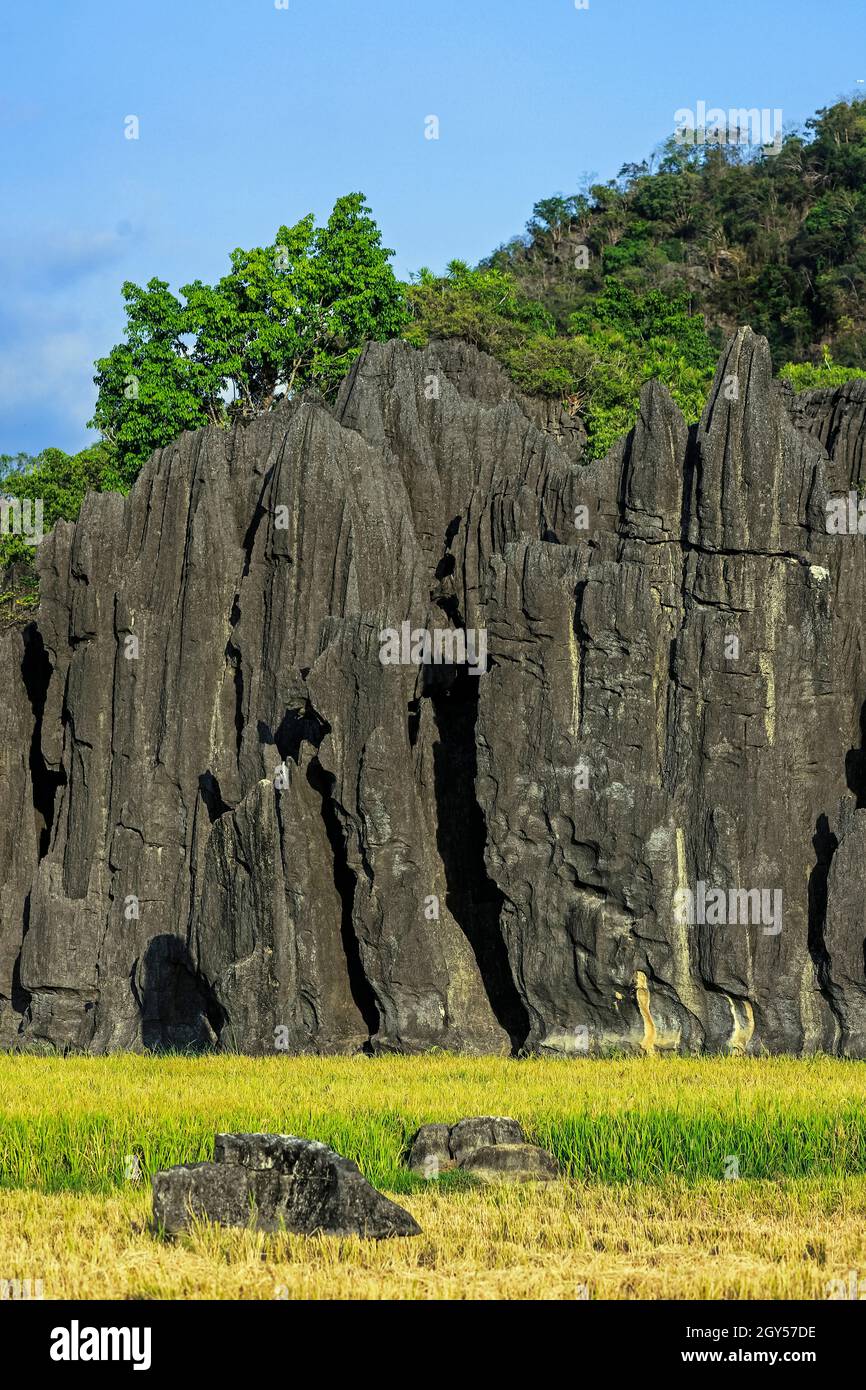 Typical eroded limestone rock & rice field in this popular scenic ...