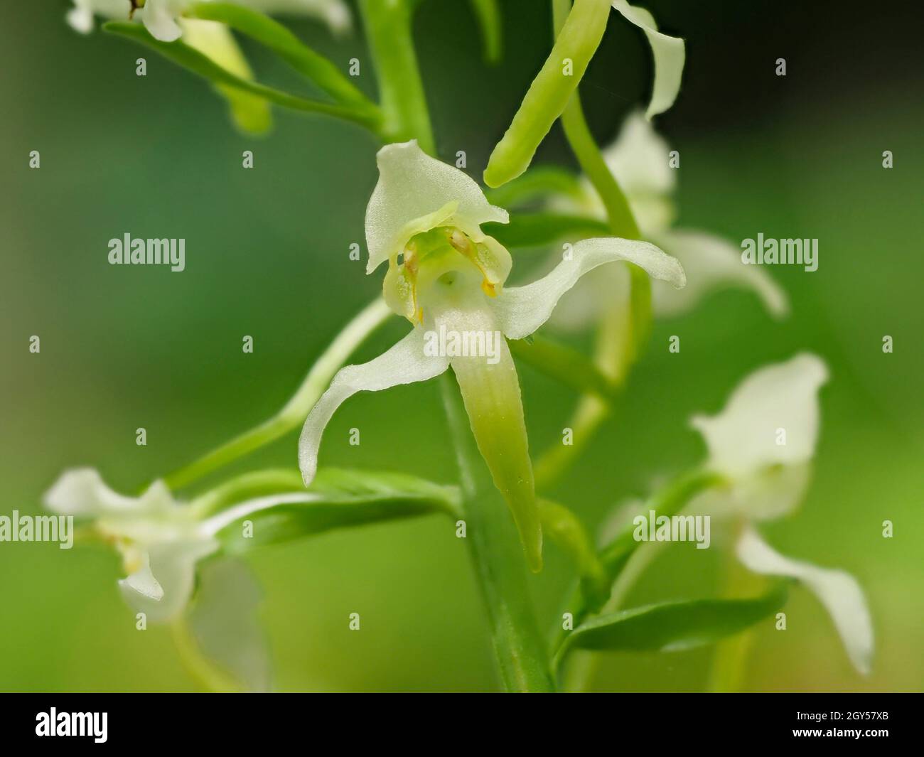 Greater Butterfly Orchid Platanthera Chlorantha Homefield Woods