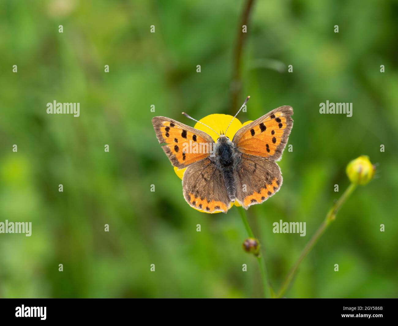 Insects of butterfly hi-res stock photography and images - Alamy