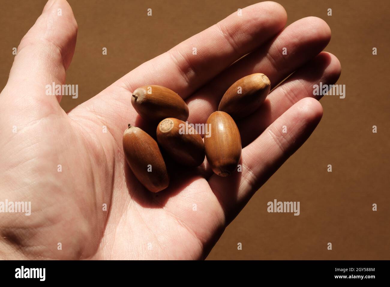 Acorns in light autumn hi-res stock photography and images - Alamy
