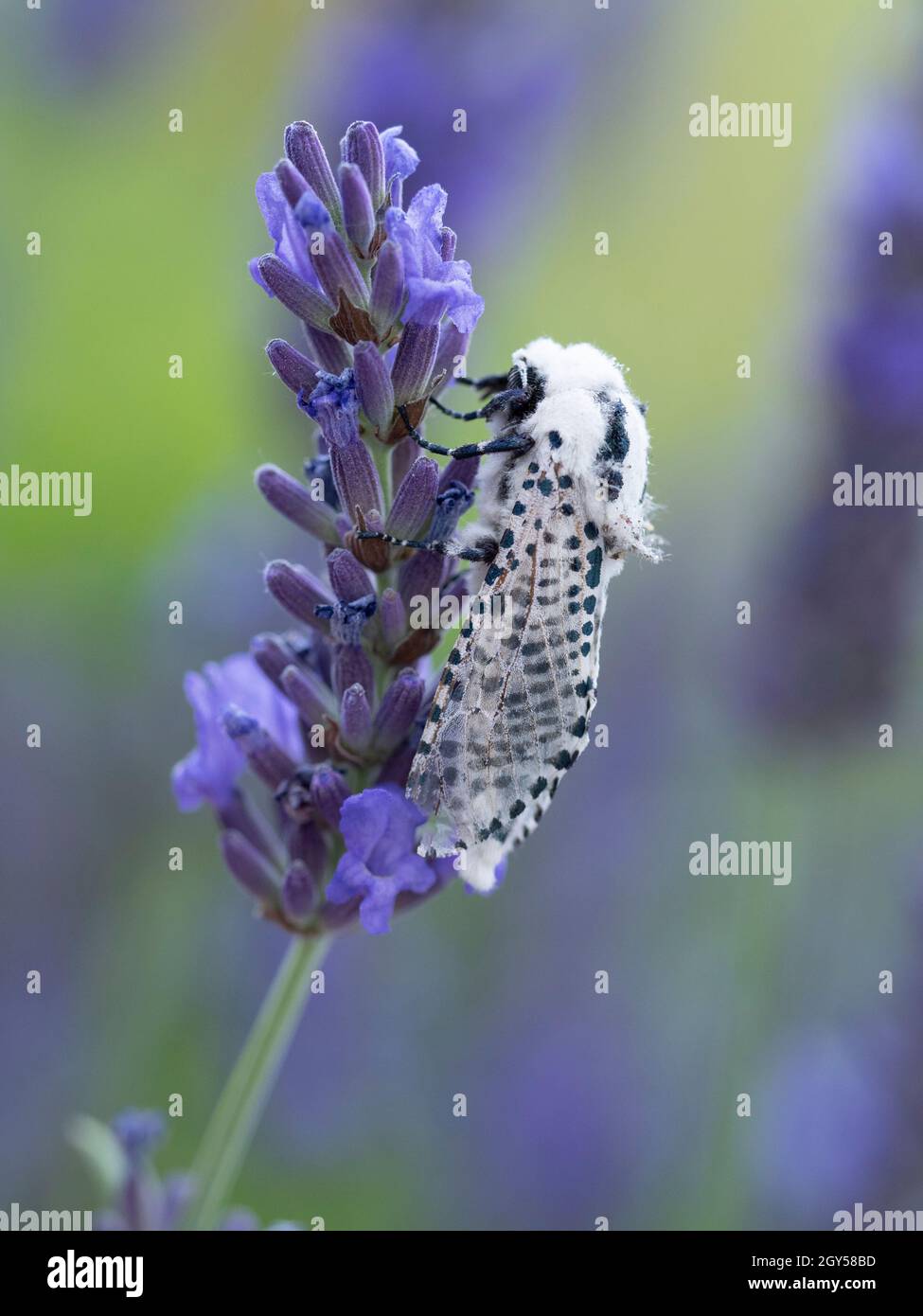 Leopard Moth (Zeuzera pyrina) Kent UK, on Lavender flower (Lavandula ...