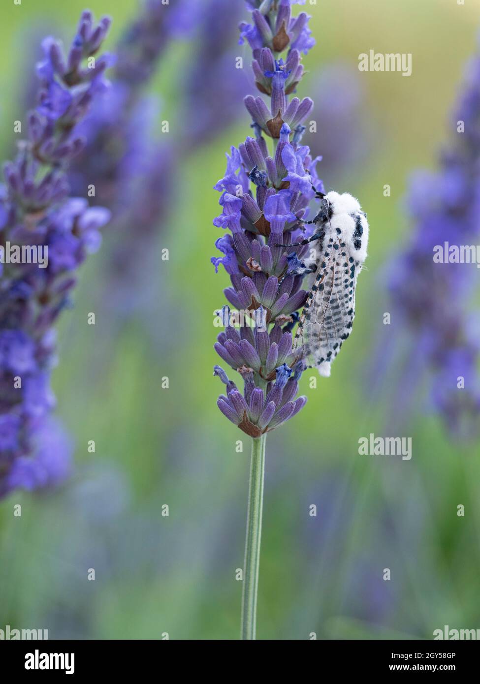 Leopard moth uk hi-res stock photography and images - Alamy