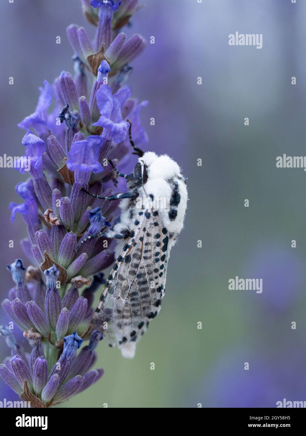 Leopard Moth (Zeuzera pyrina) Kent UK, on Lavender flower (Lavandula ...