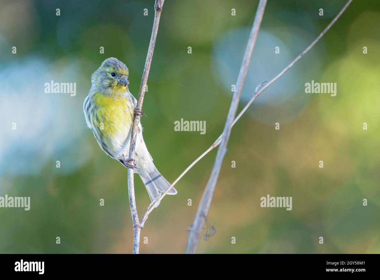 European Serin (Serinus serinus) male bird Stock Photo - Alamy