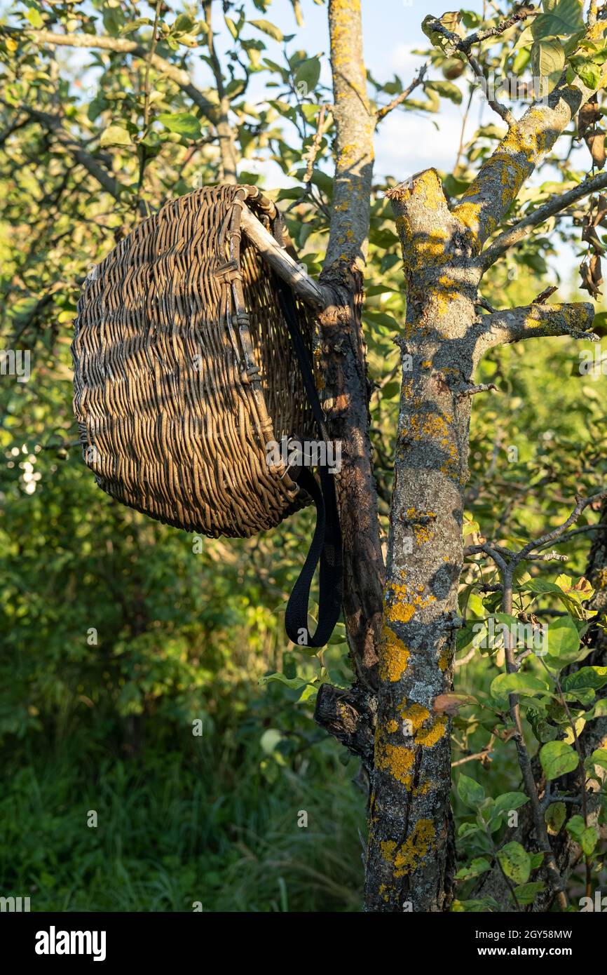 Old wicker basket hangs from an apple tree, in the garden, in the ...